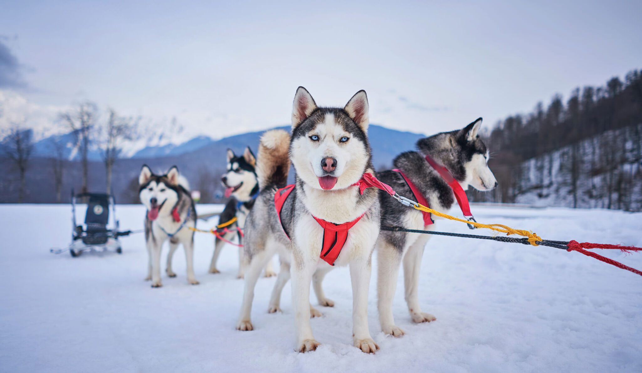 Six Reasons to Visit Denali - Go Next