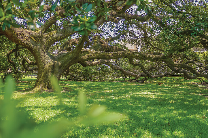 Louisiana Oak Trees - Go Next
