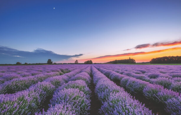 Mediterranean Melange 10/29/2025-11/8/2025 - Go Next